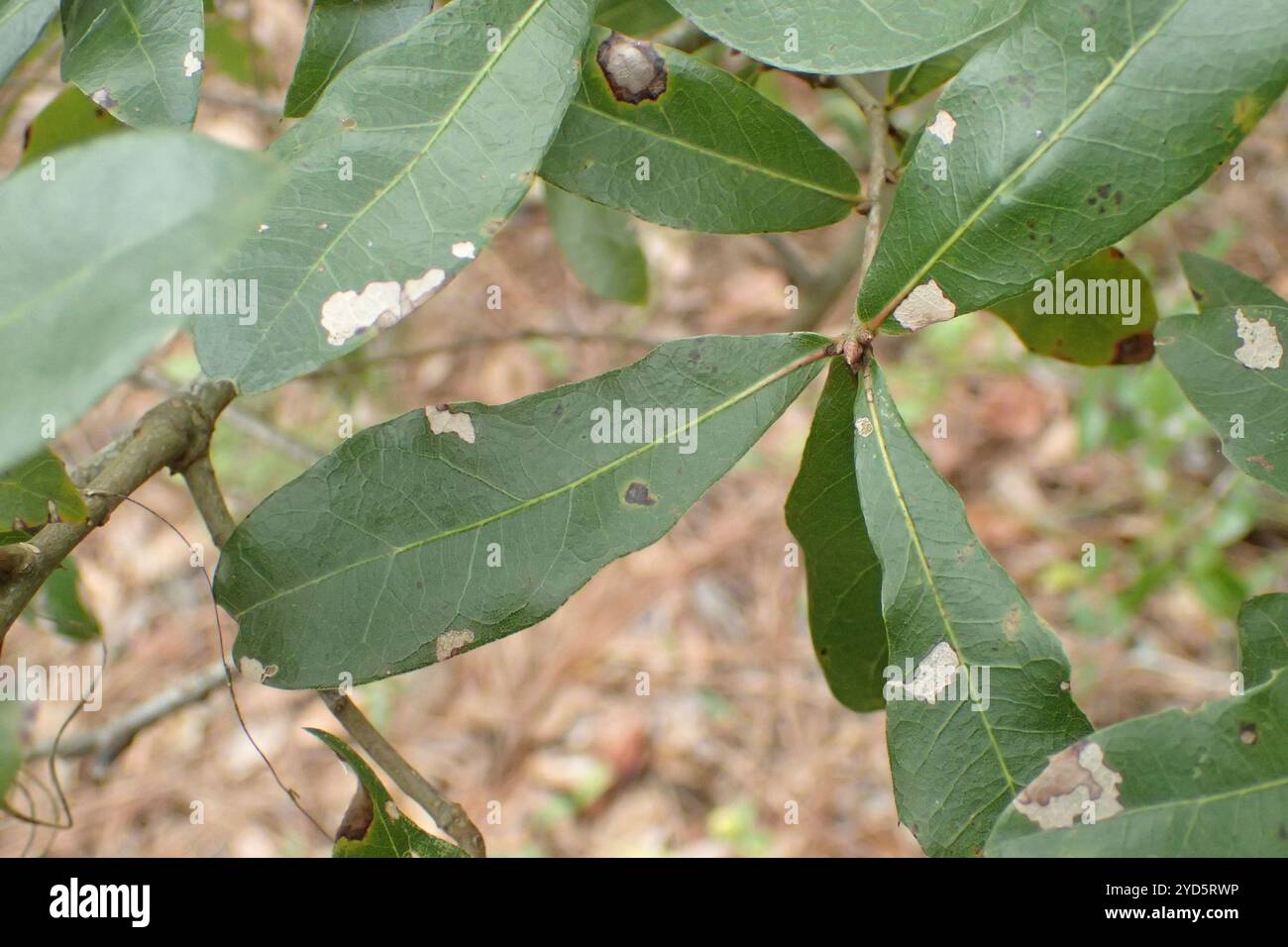 Darlington Oak (Quercus hemisphaerica Stock Photo - Alamy