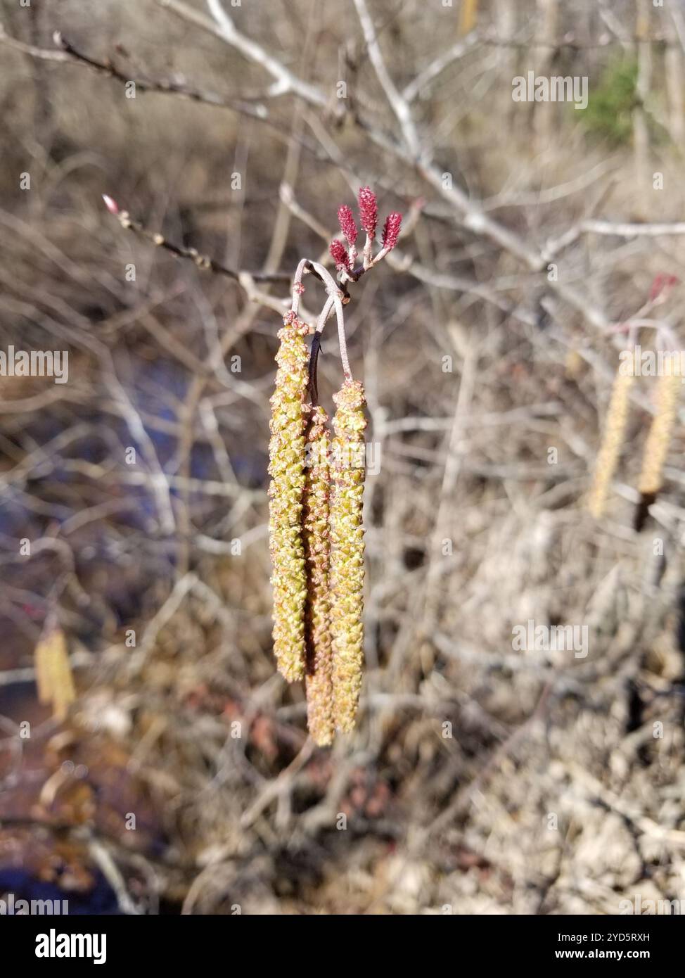 smooth alder (Alnus serrulata Stock Photo - Alamy