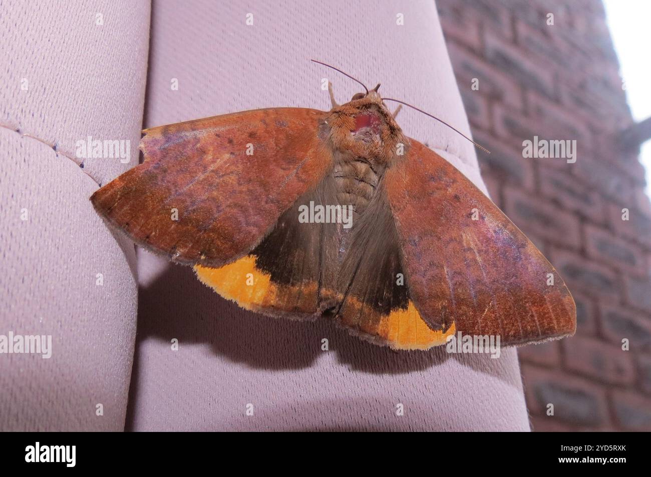 Orangeborder Achaea (Achaea praestans Stock Photo - Alamy