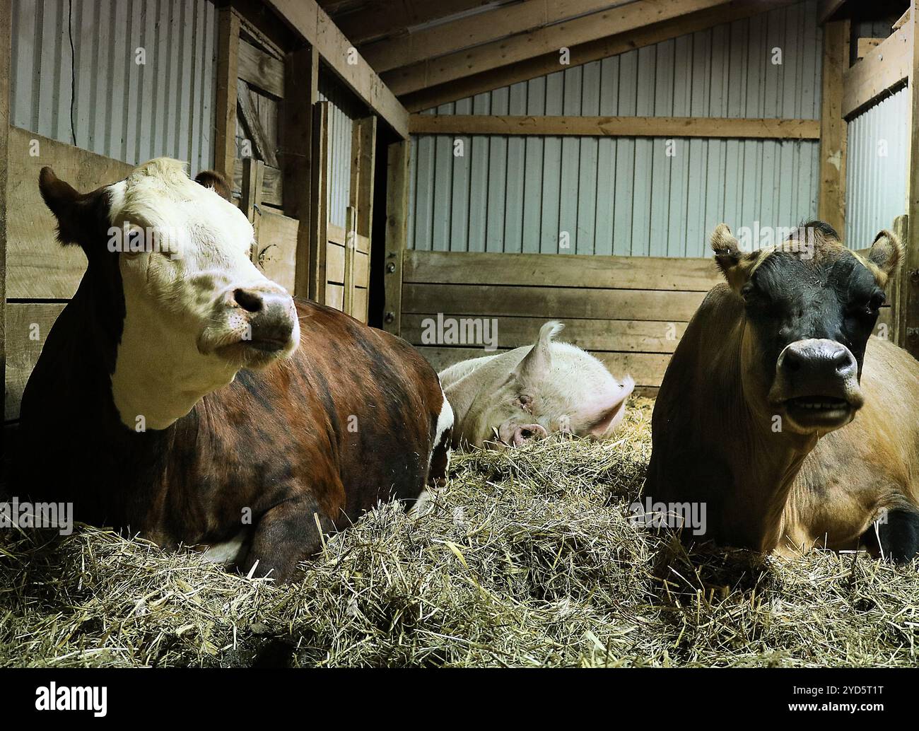 Two cows and a pig resting in a stall together Stock Photo - Alamy