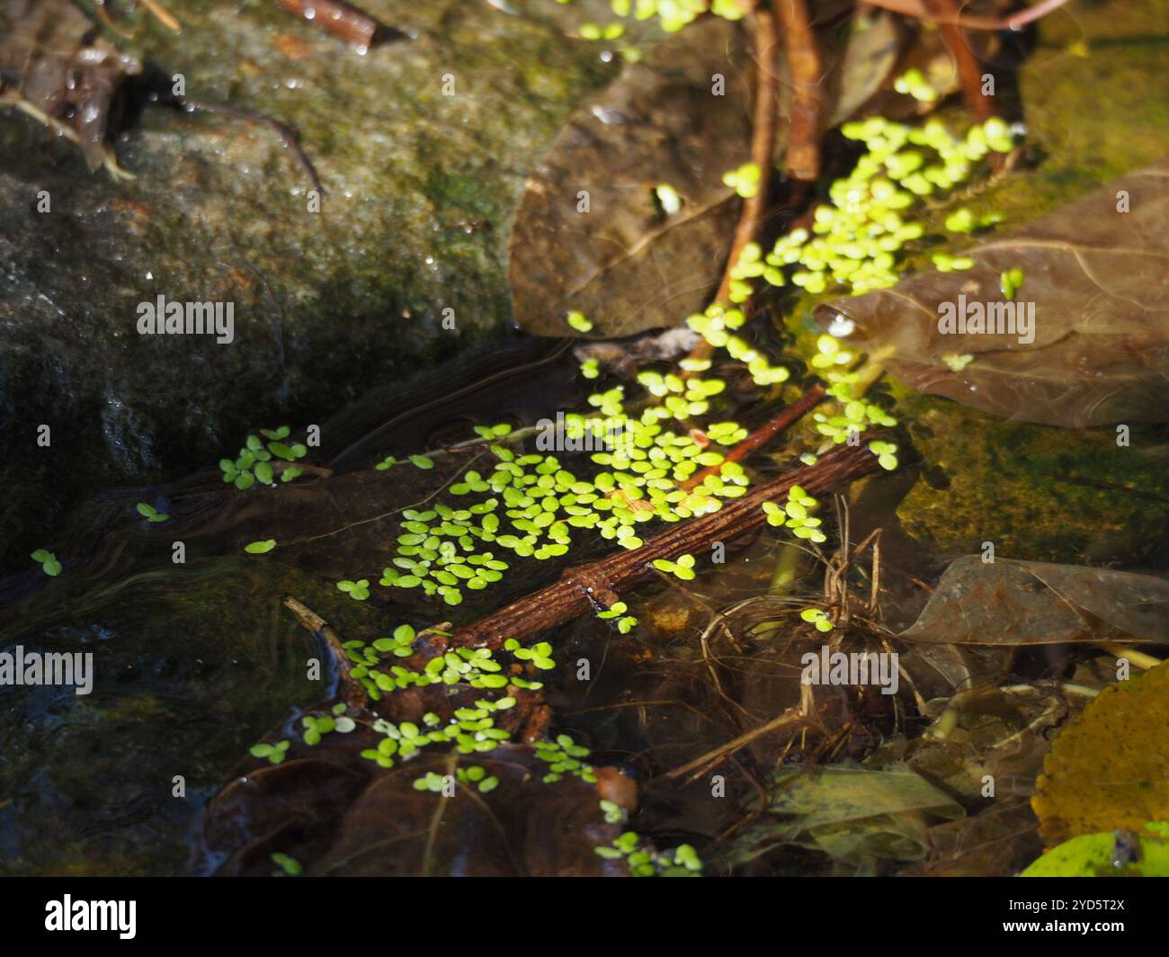 lesser duckweed (Lemna aequinoctialis Stock Photo - Alamy