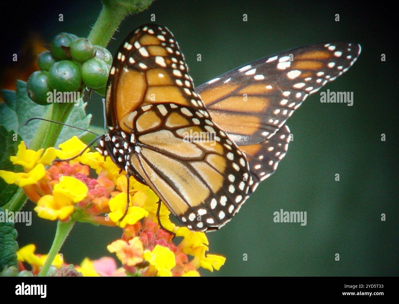 Southern Monarch (Danaus erippus Stock Photo - Alamy