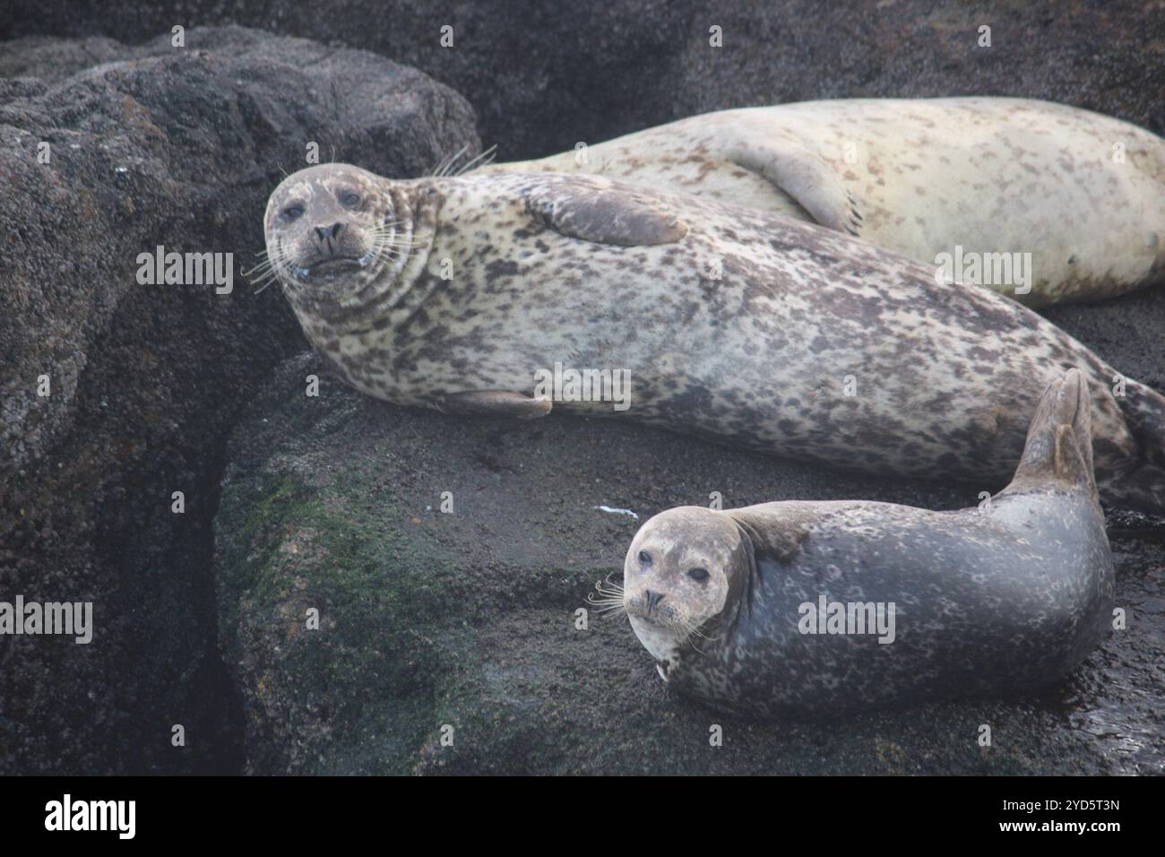Pacific Harbor Seal (Phoca vitulina richardii Stock Photo - Alamy