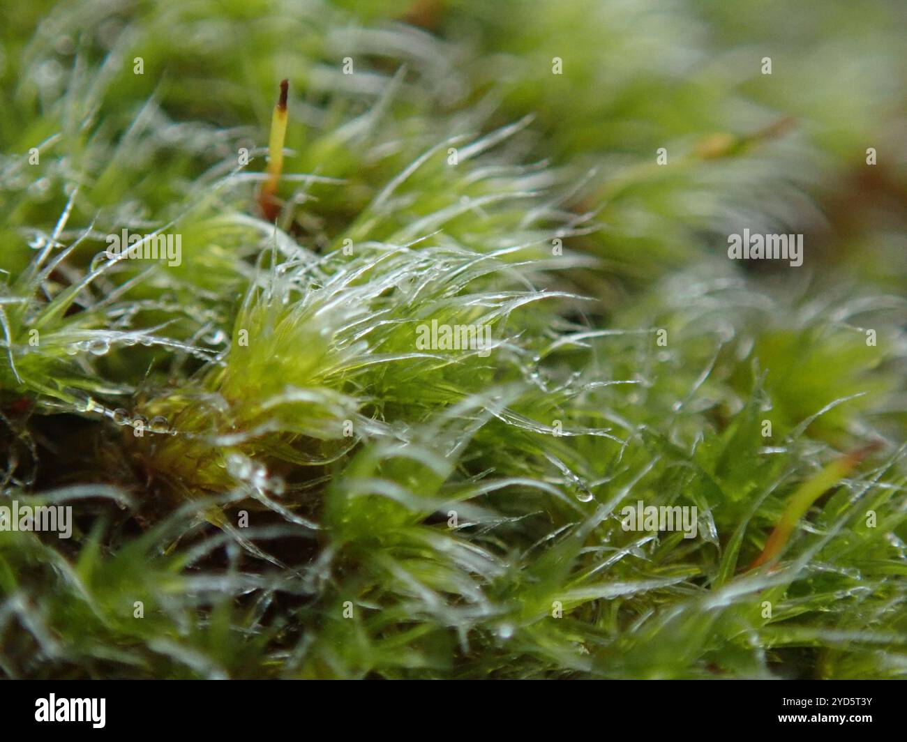 Yellow-green Rock Moss (Racomitrium heterostichum Stock Photo - Alamy