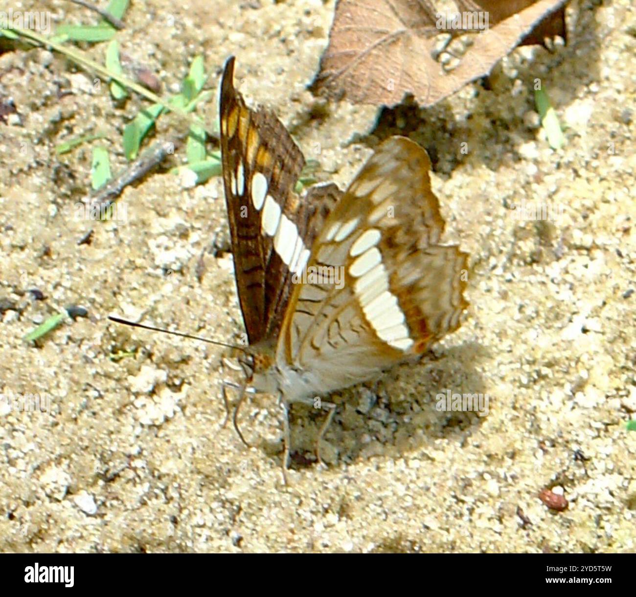 Alala hi-res stock photography and images - Alamy