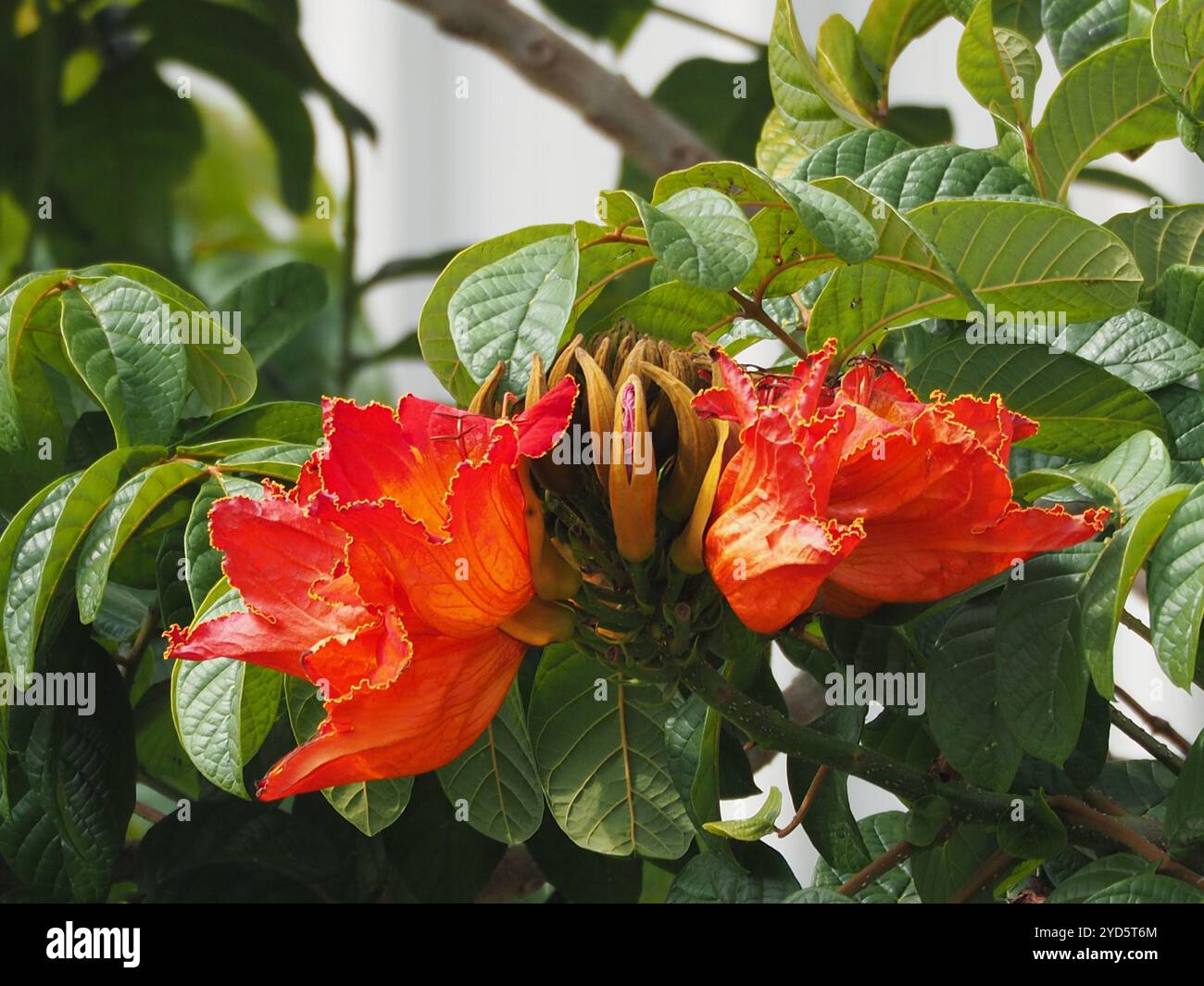 African tulip tree (Spathodea campanulata Stock Photo - Alamy