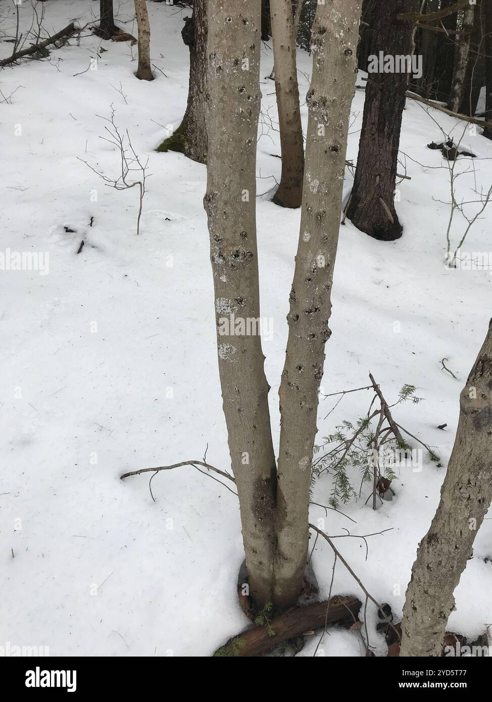 Beech Scale (Cryptococcus fagisuga Stock Photo - Alamy