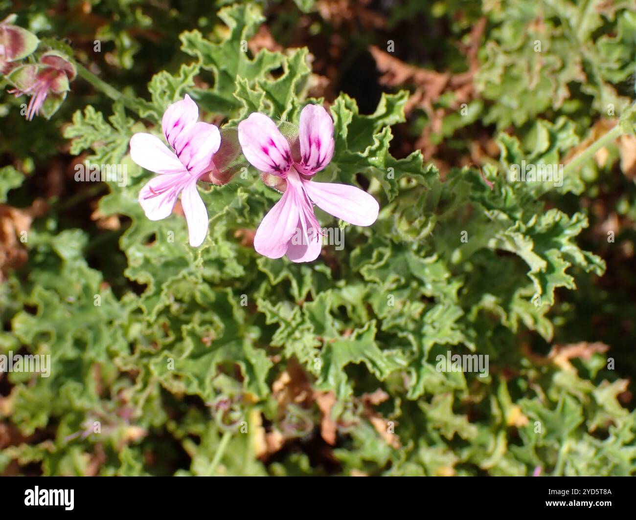 Oak leaved pelargonium pelargonium quercifolium hi-res stock ...