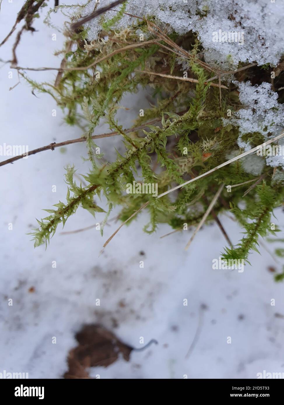 rough goose neck moss (Hylocomiadelphus triquetrus Stock Photo - Alamy