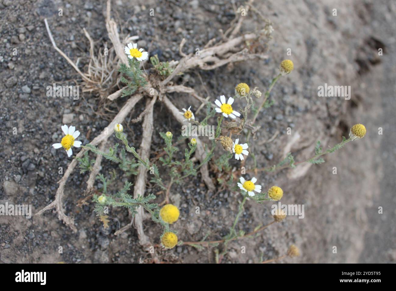 Moroccan chamomile (Cladanthus mixtus Stock Photo - Alamy