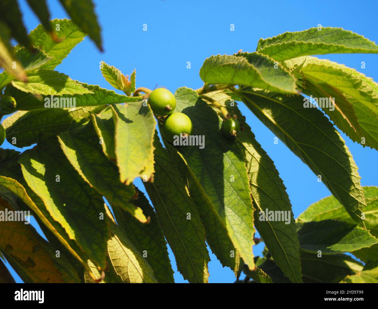 calabur tree (Muntingia calabura Stock Photo - Alamy