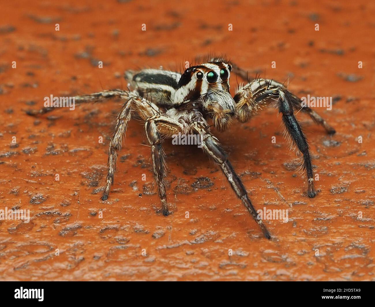 Pantropical Jumping Spider (Plexippus paykulli Stock Photo - Alamy