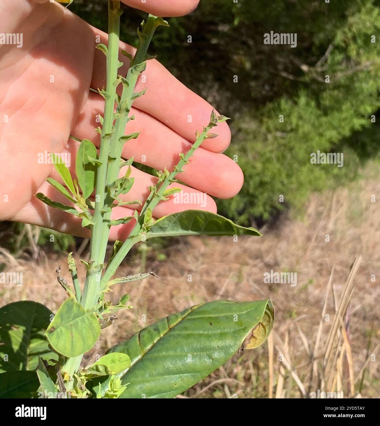 Showy Rattlebox (Crotalaria spectabilis Stock Photo - Alamy