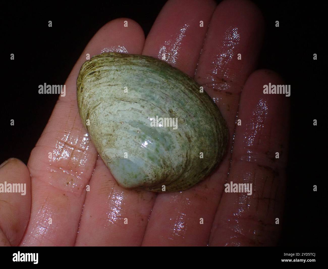 Bent-nosed Clam (Macoma nasuta Stock Photo - Alamy