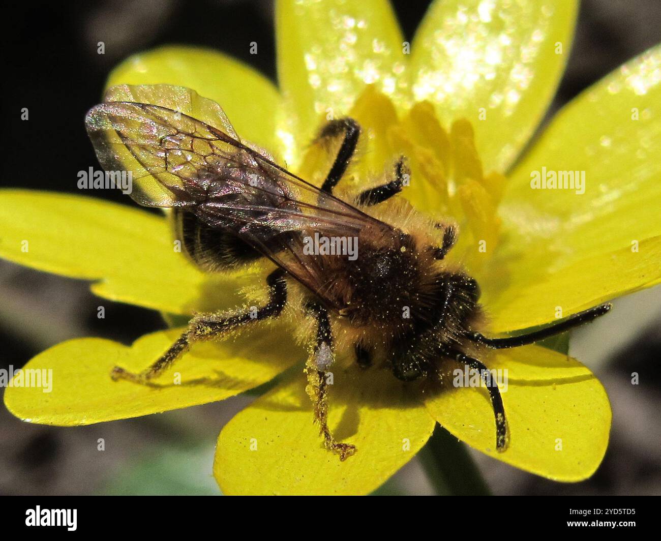 Mining Bees (Andrena Stock Photo - Alamy