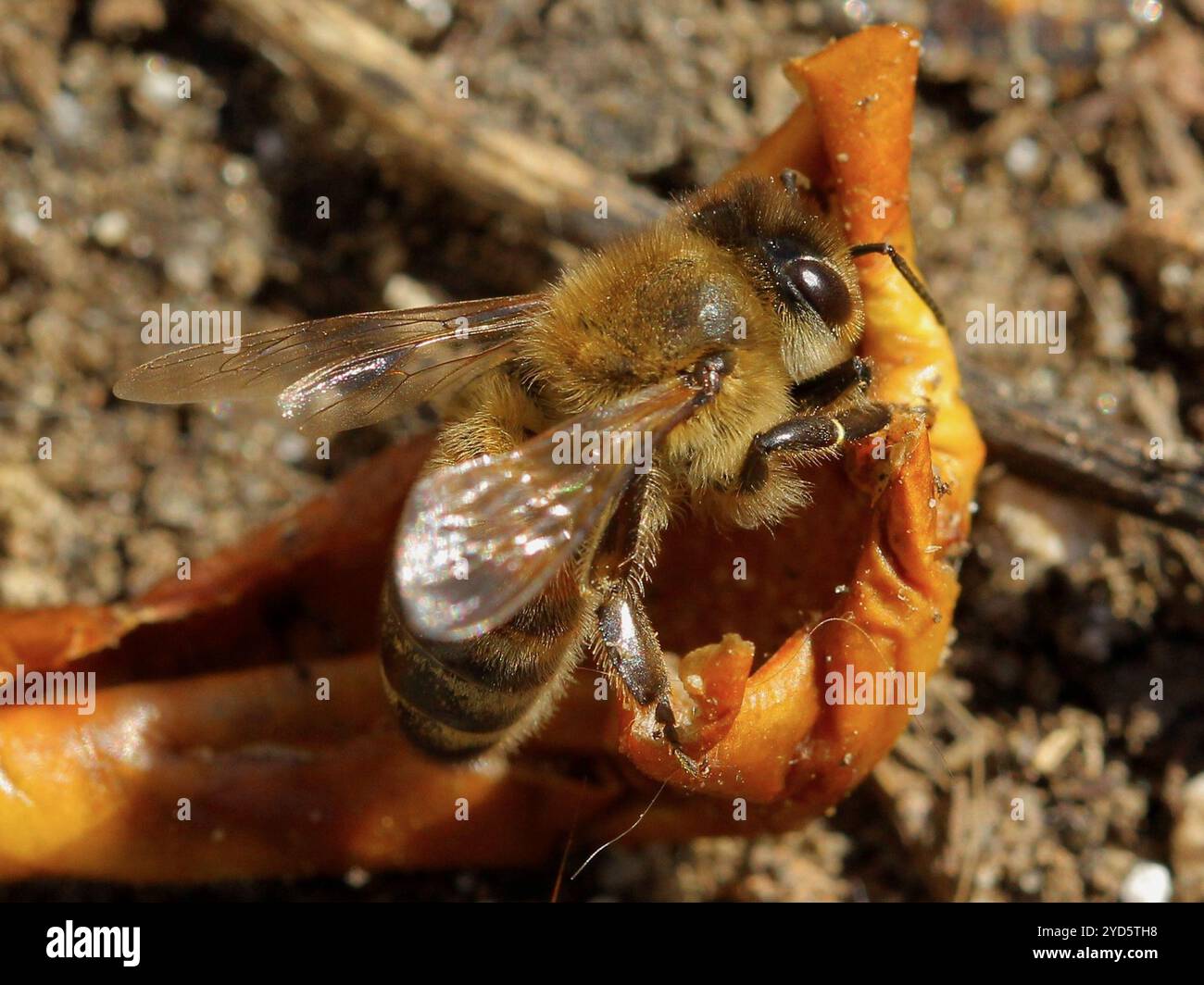 Western Honey Bee (Apis mellifera Stock Photo - Alamy