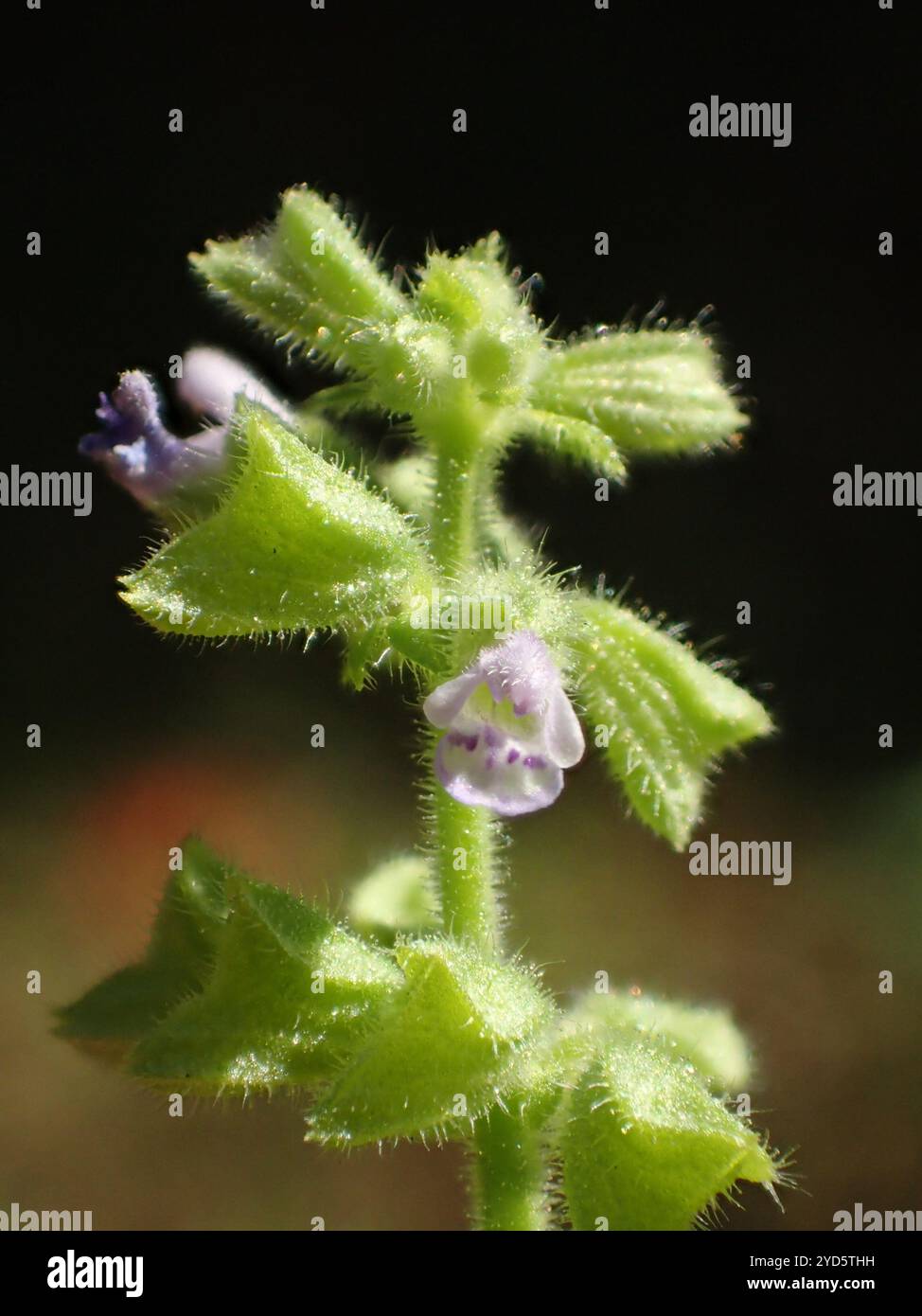 Plebeian hi-res stock photography and images - Alamy