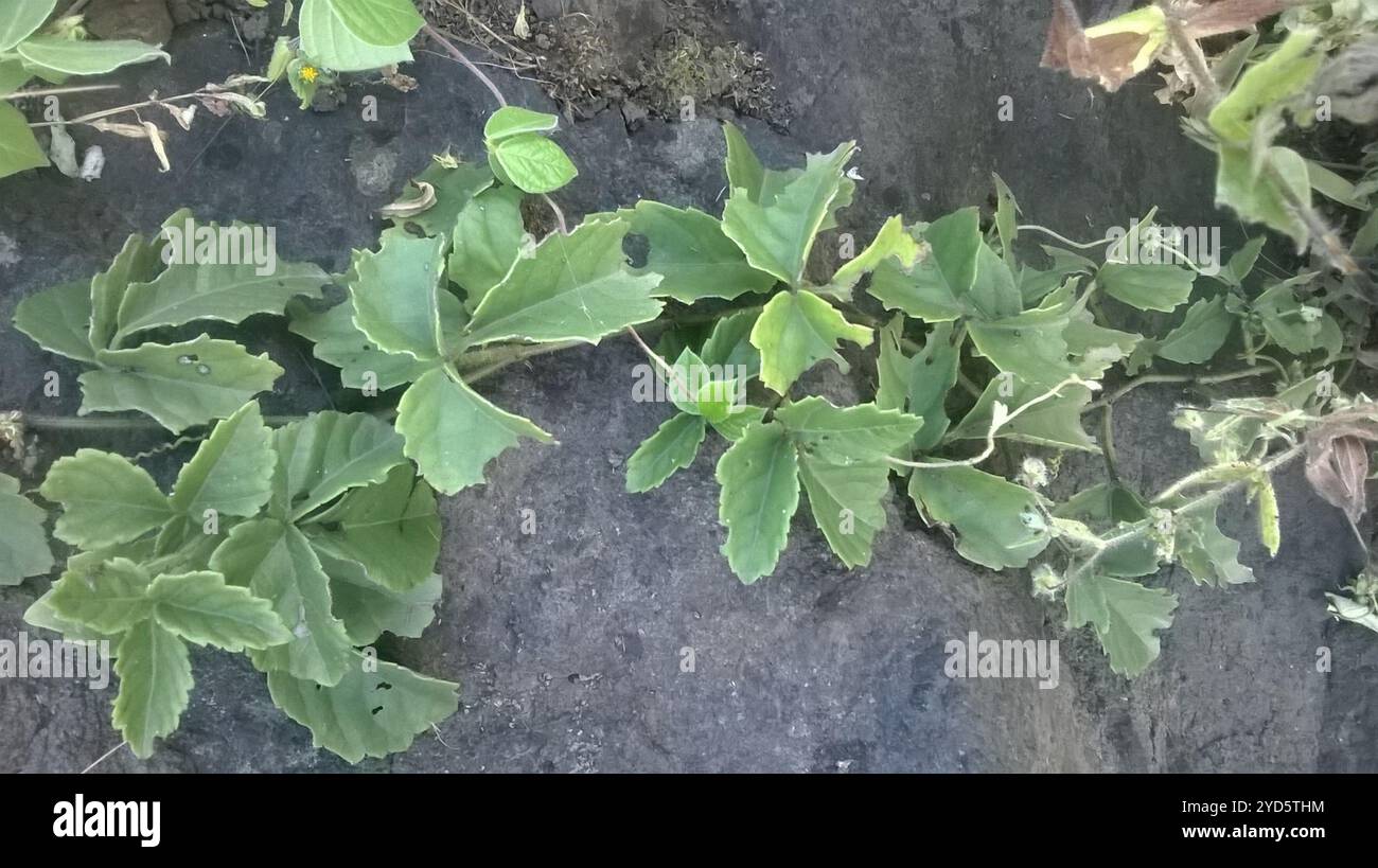 Three-Leaved Wild Vine (Causonis trifolia Stock Photo - Alamy