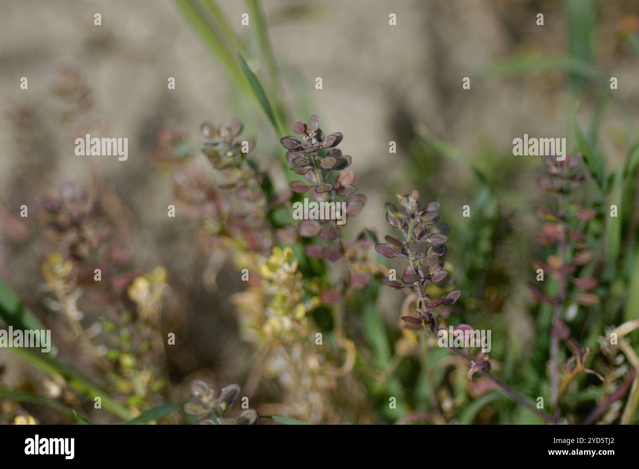 Shining Pepperweed (Lepidium nitidum Stock Photo - Alamy