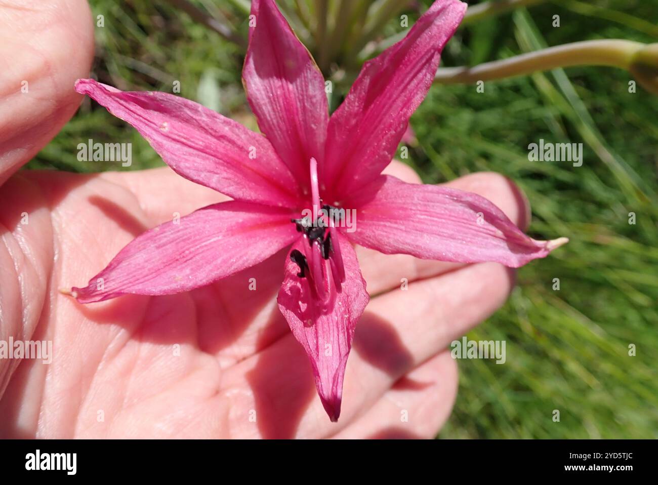 Giant Candelabra (Brunsvigia grandiflora Stock Photo - Alamy