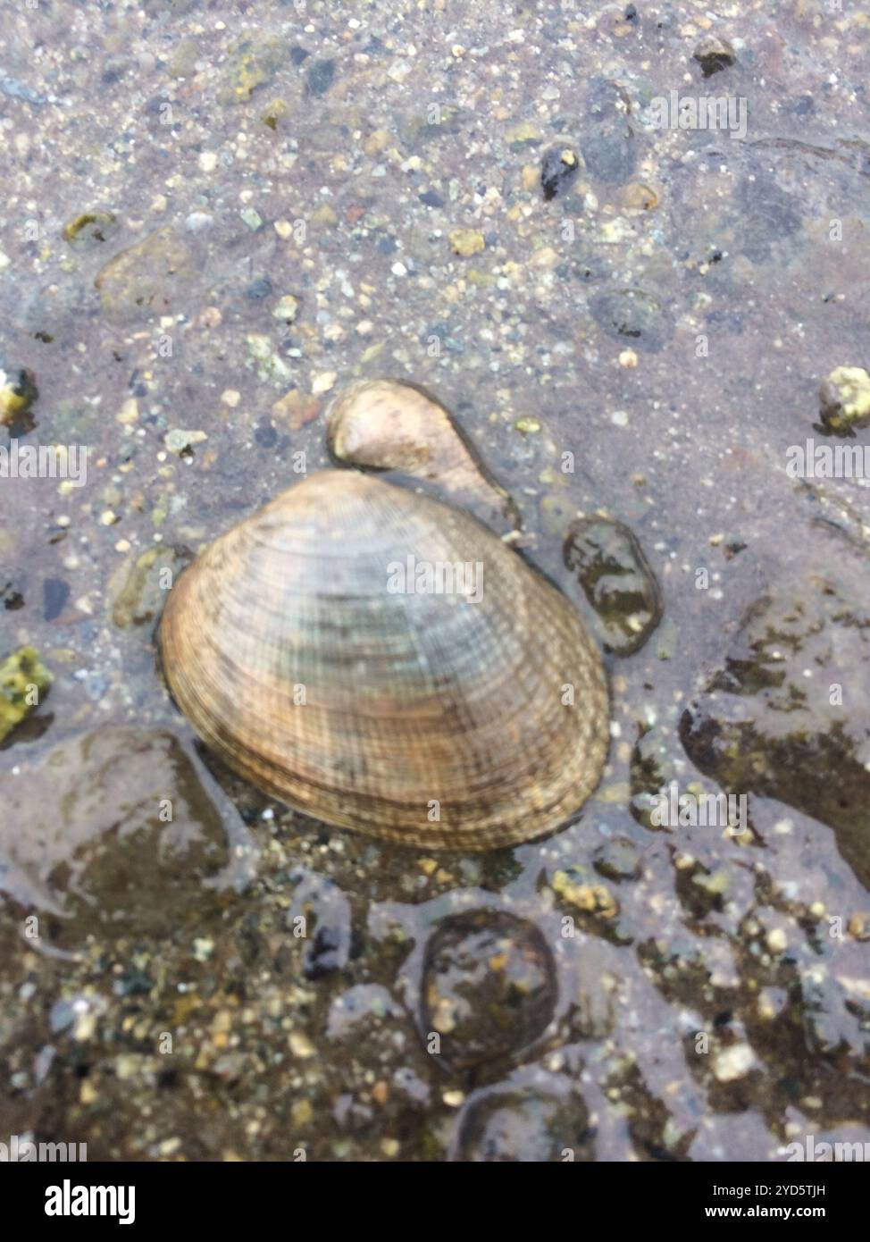 Japanese Littleneck (Ruditapes philippinarum Stock Photo - Alamy