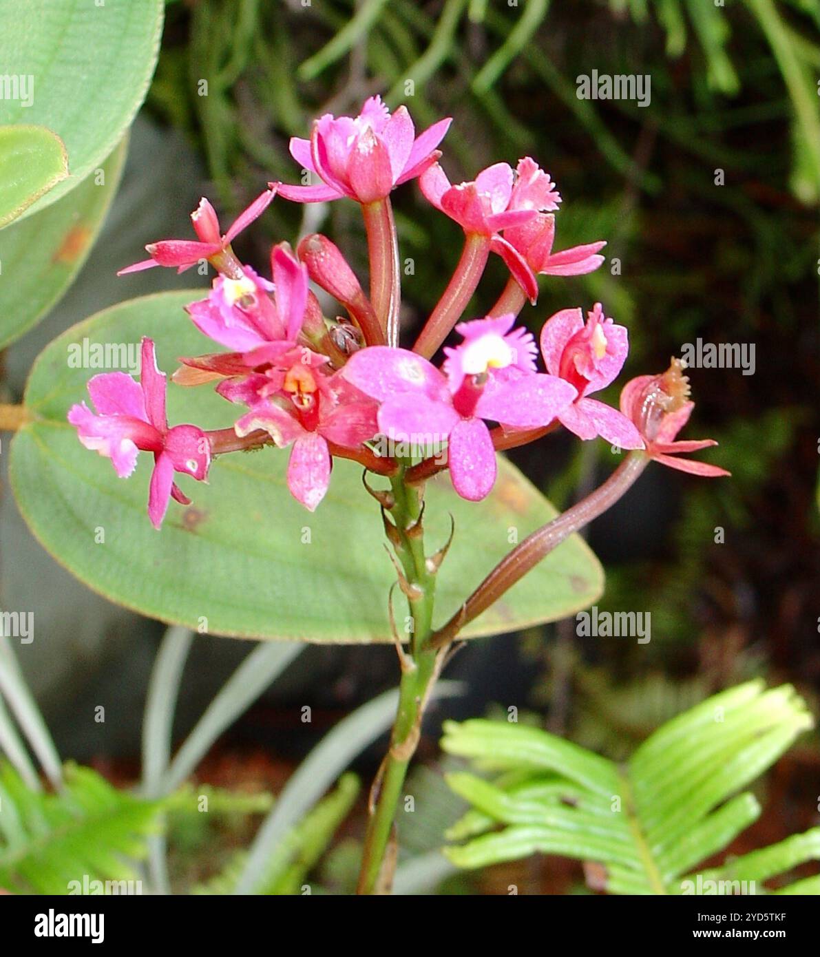 Lopsided star orchid hi-res stock photography and images - Alamy