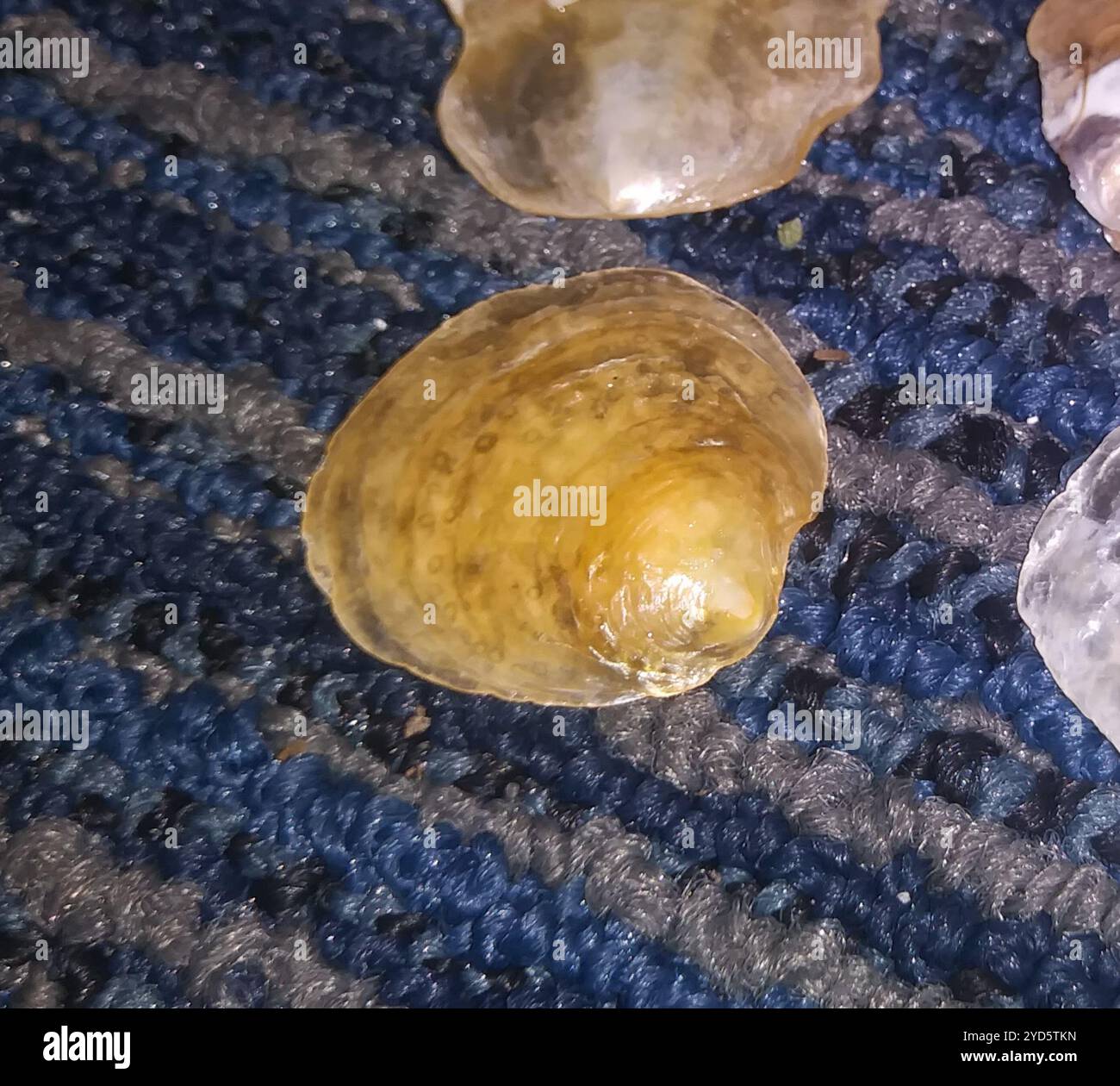 Common Jingle (Anomia simplex Stock Photo - Alamy