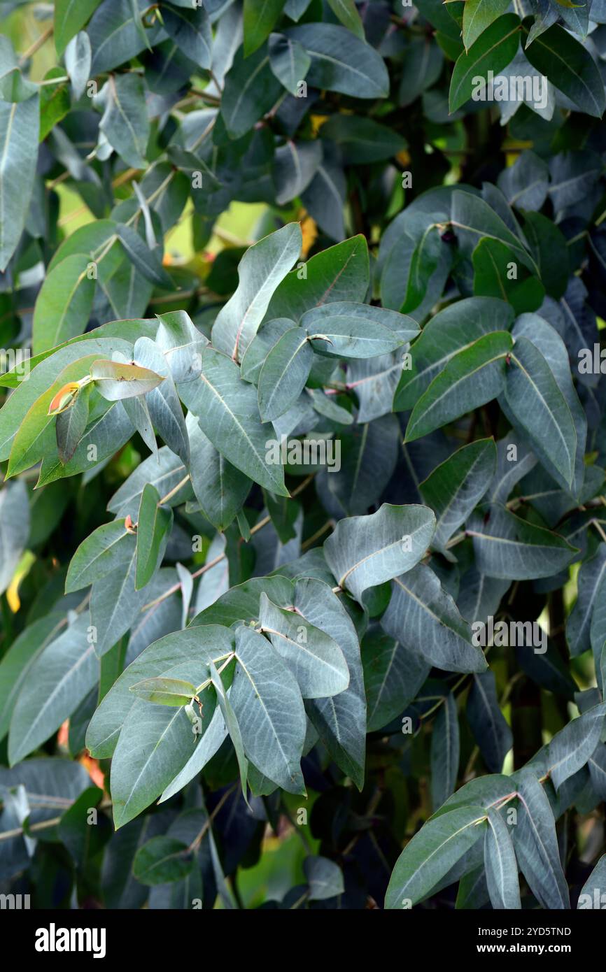 Gum tree australian hi-res stock photography and images - Alamy