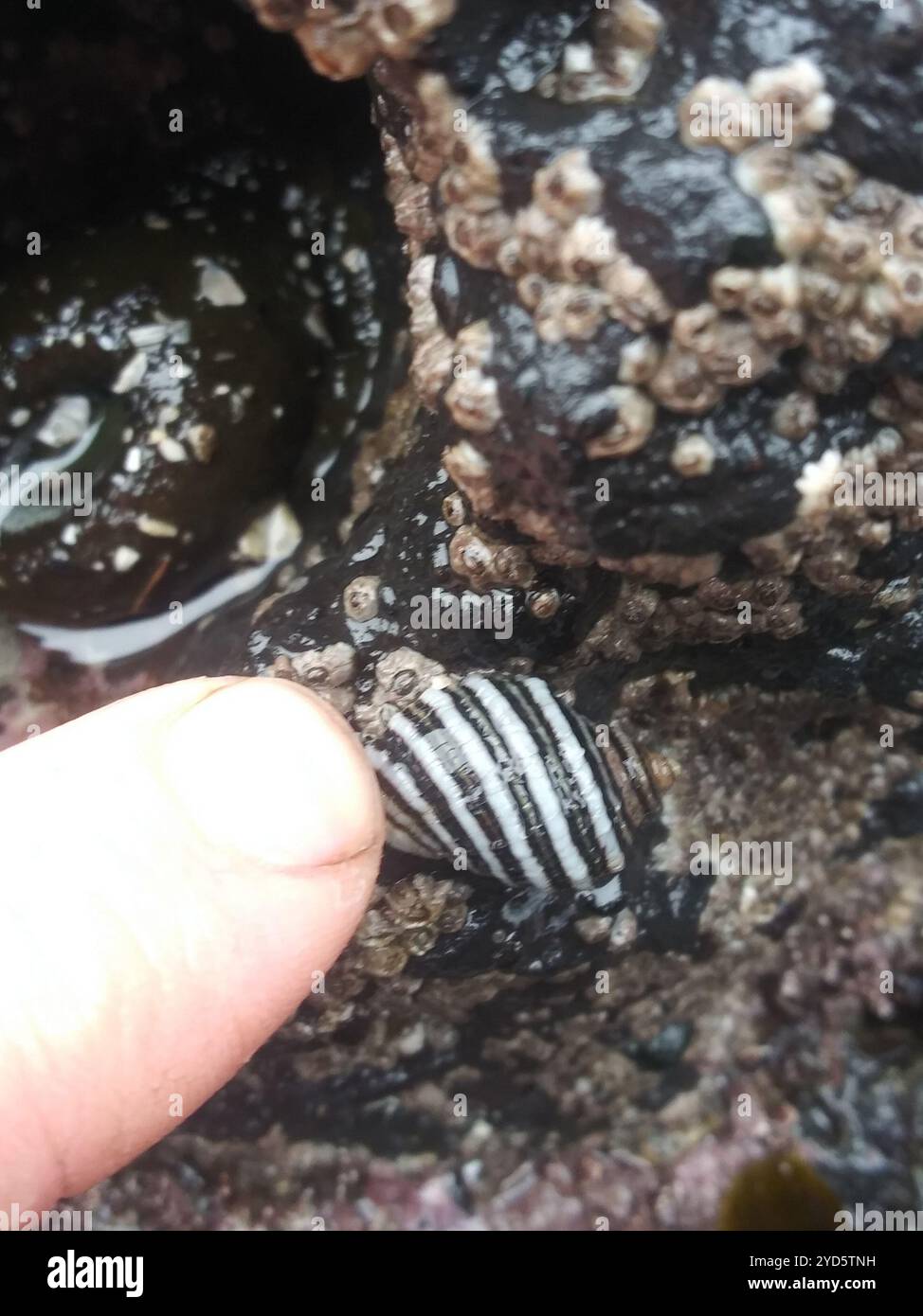 Striped Dogwinkle (Nucella ostrina Stock Photo - Alamy