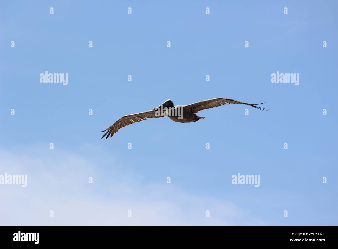 Biodiversity symbol hi-res stock photography and images - Alamy