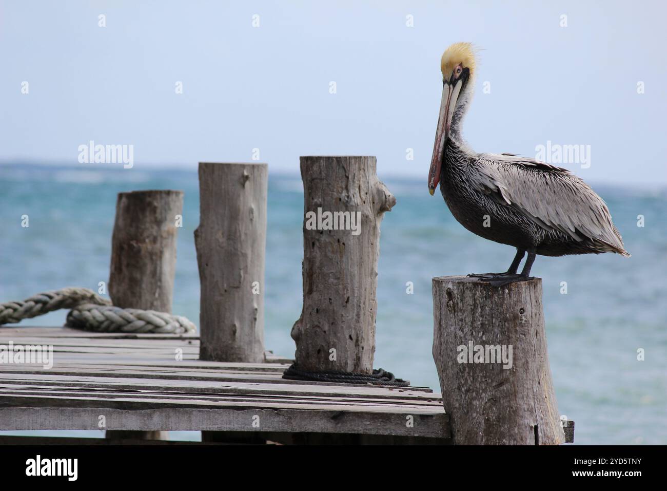 Large poultry bird hi-res stock photography and images - Alamy