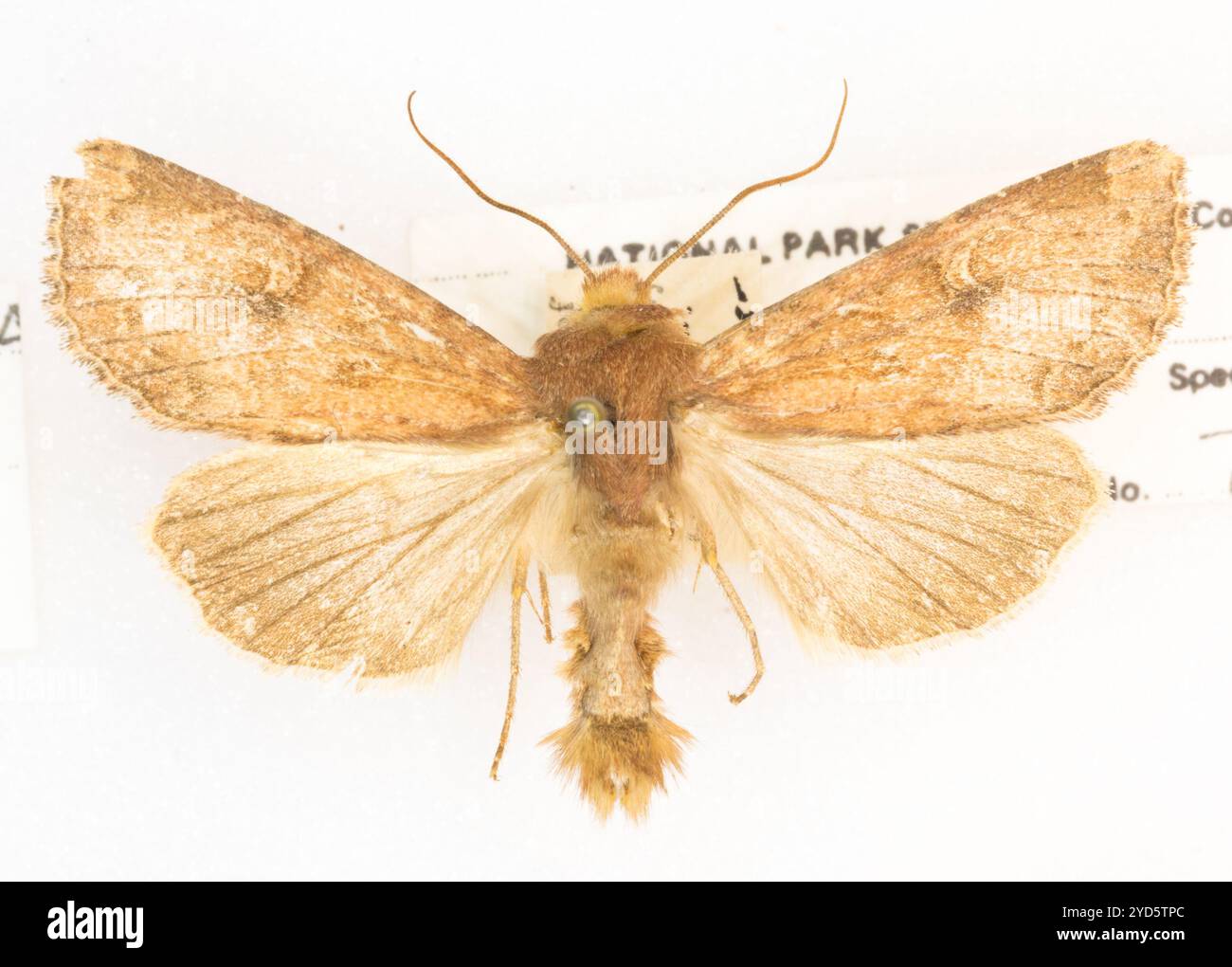 Cutworms and Dart Moths (Noctuinae Stock Photo - Alamy
