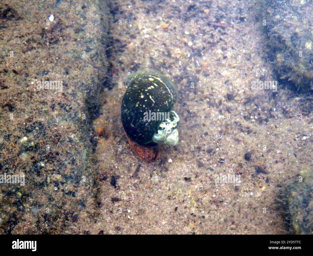 Common Apple Snails (Pomacea Stock Photo - Alamy