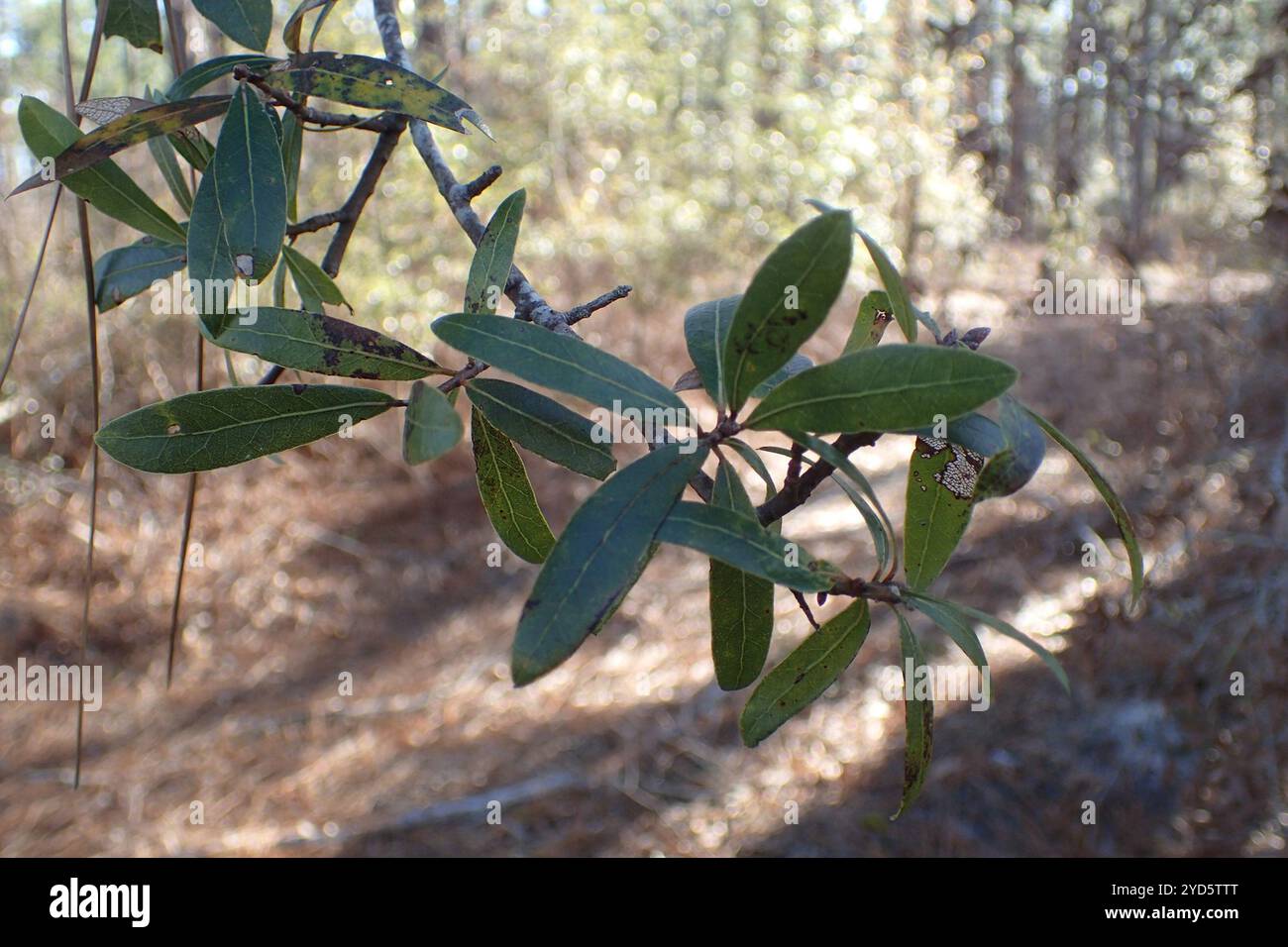 Darlington Oak (Quercus hemisphaerica Stock Photo - Alamy