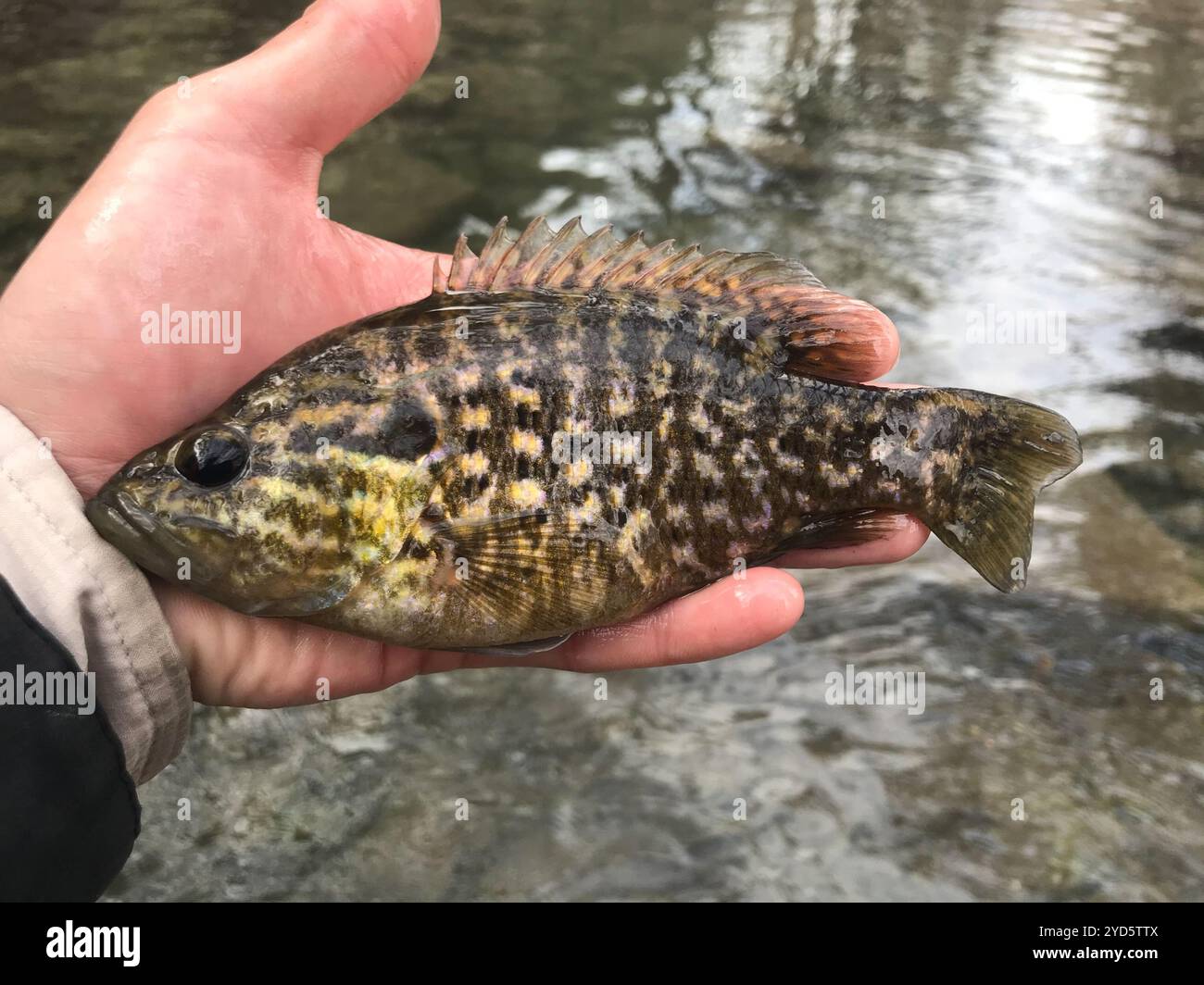 Warmouth (Lepomis gulosus Stock Photo - Alamy