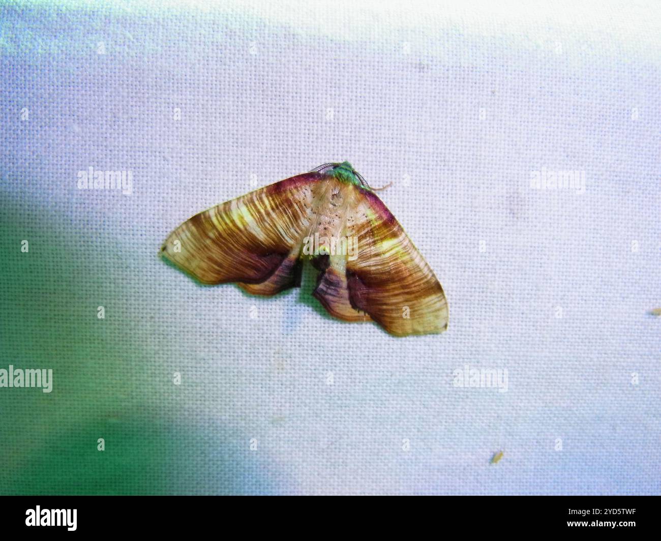 Scorched Wing (Plagodis dolabraria Stock Photo - Alamy