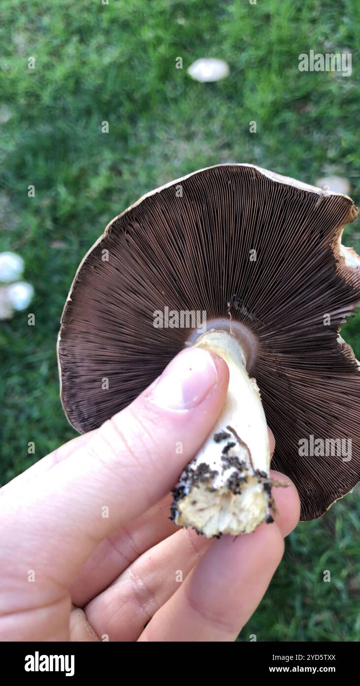 Yellow Stainer (Agaricus xanthodermus Stock Photo - Alamy