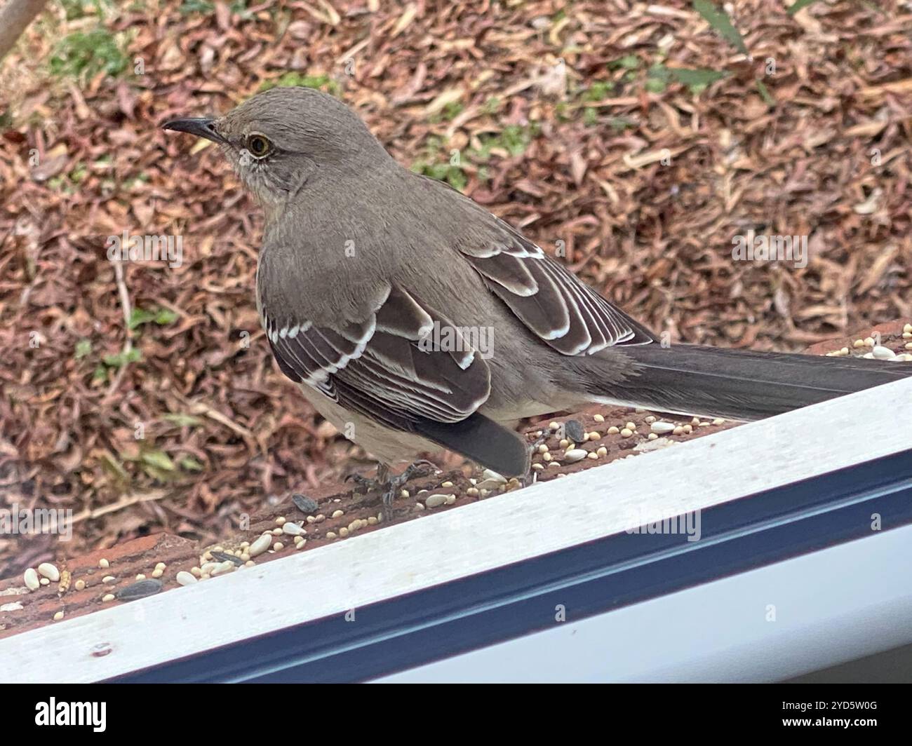 Northern Mockingbird (Mimus polyglottos Stock Photo - Alamy