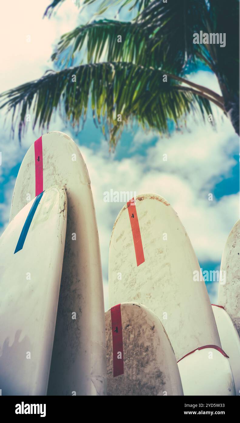 Waikiki beach palm tree hi-res stock photography and images - Alamy