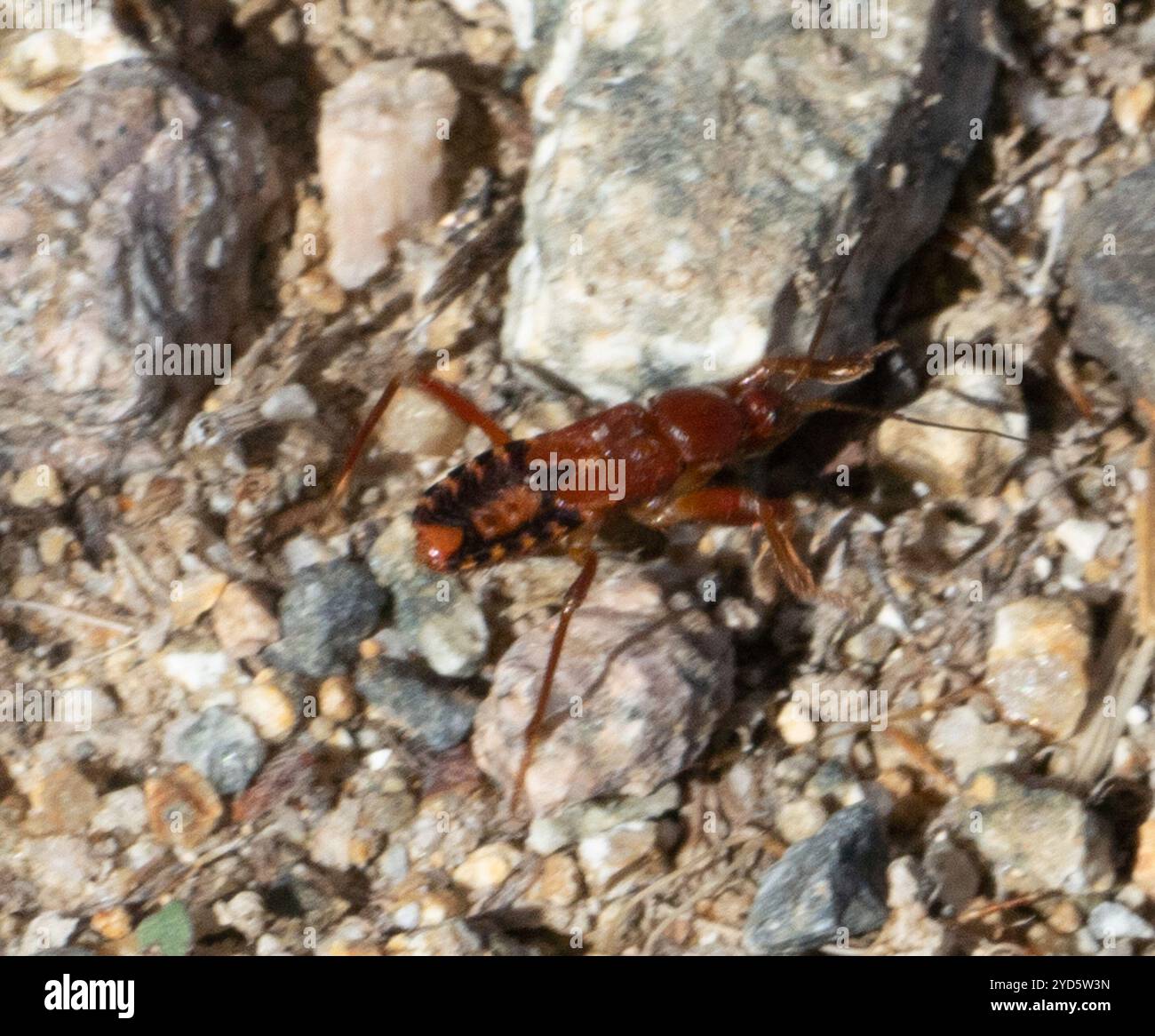Western Corsair Bug (Rasahus thoracicus Stock Photo - Alamy