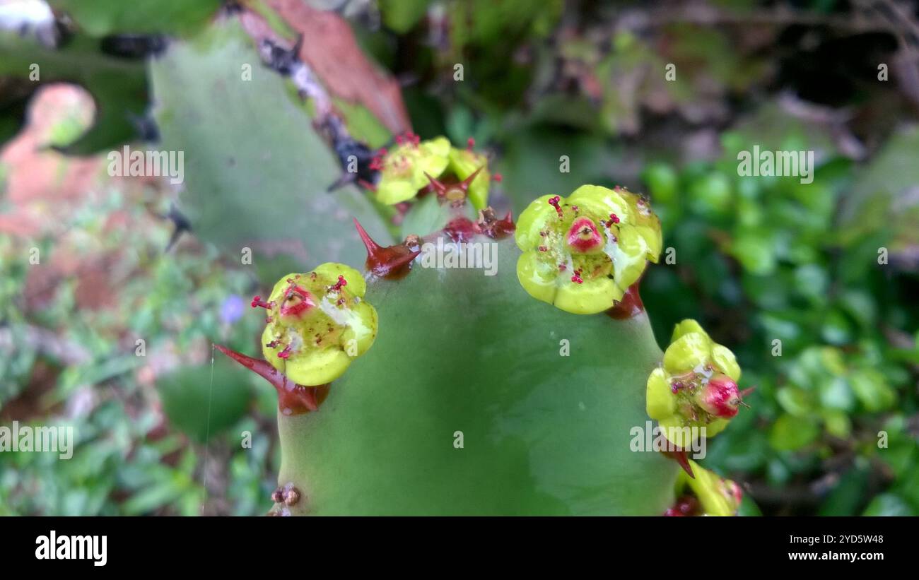 antique spurge (Euphorbia antiquorum Stock Photo - Alamy