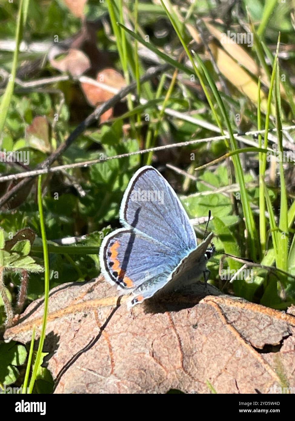 Acmon Blue (Icaricia acmon Stock Photo - Alamy