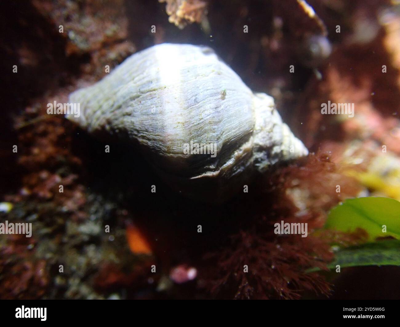 Frilled Dogwinkle (Nucella lamellosa Stock Photo - Alamy