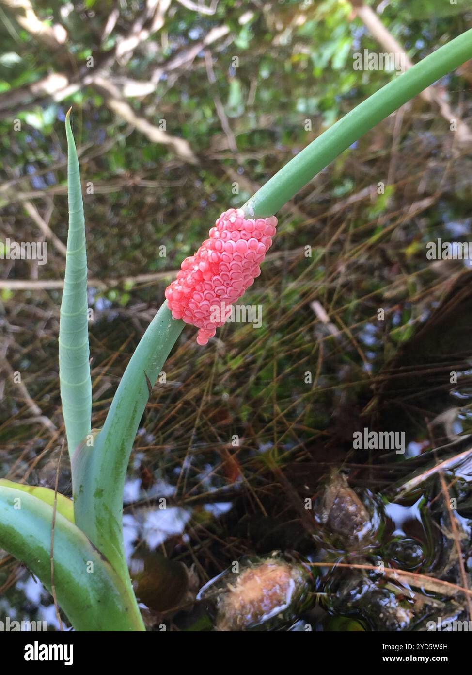Channeled Apple Snail (Pomacea canaliculata Stock Photo - Alamy