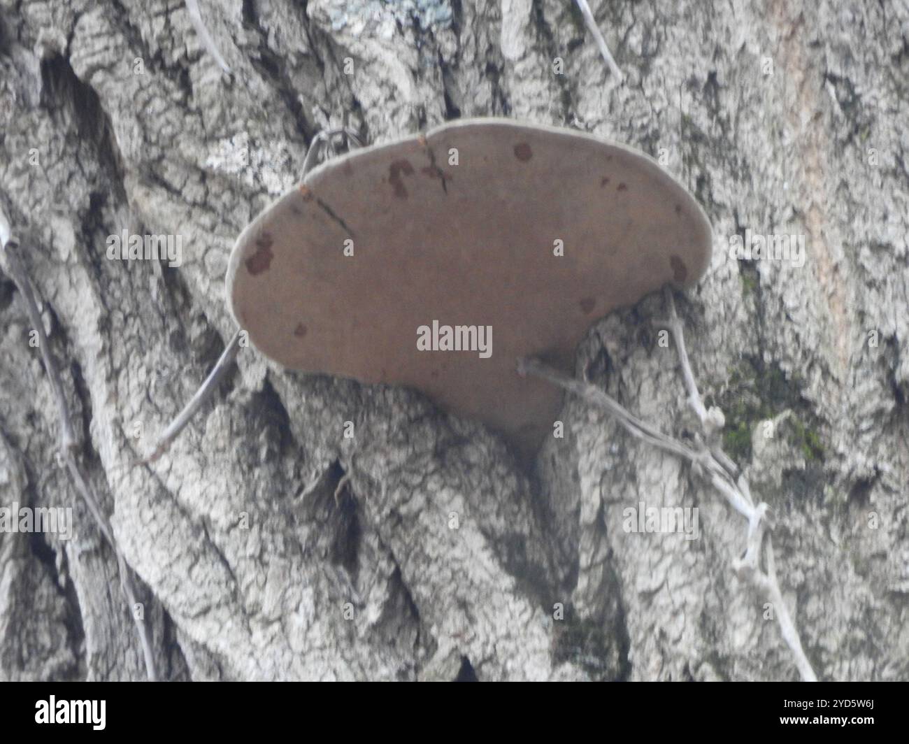 Cracked Cap Polypore (Fulvifomes robiniae Stock Photo - Alamy