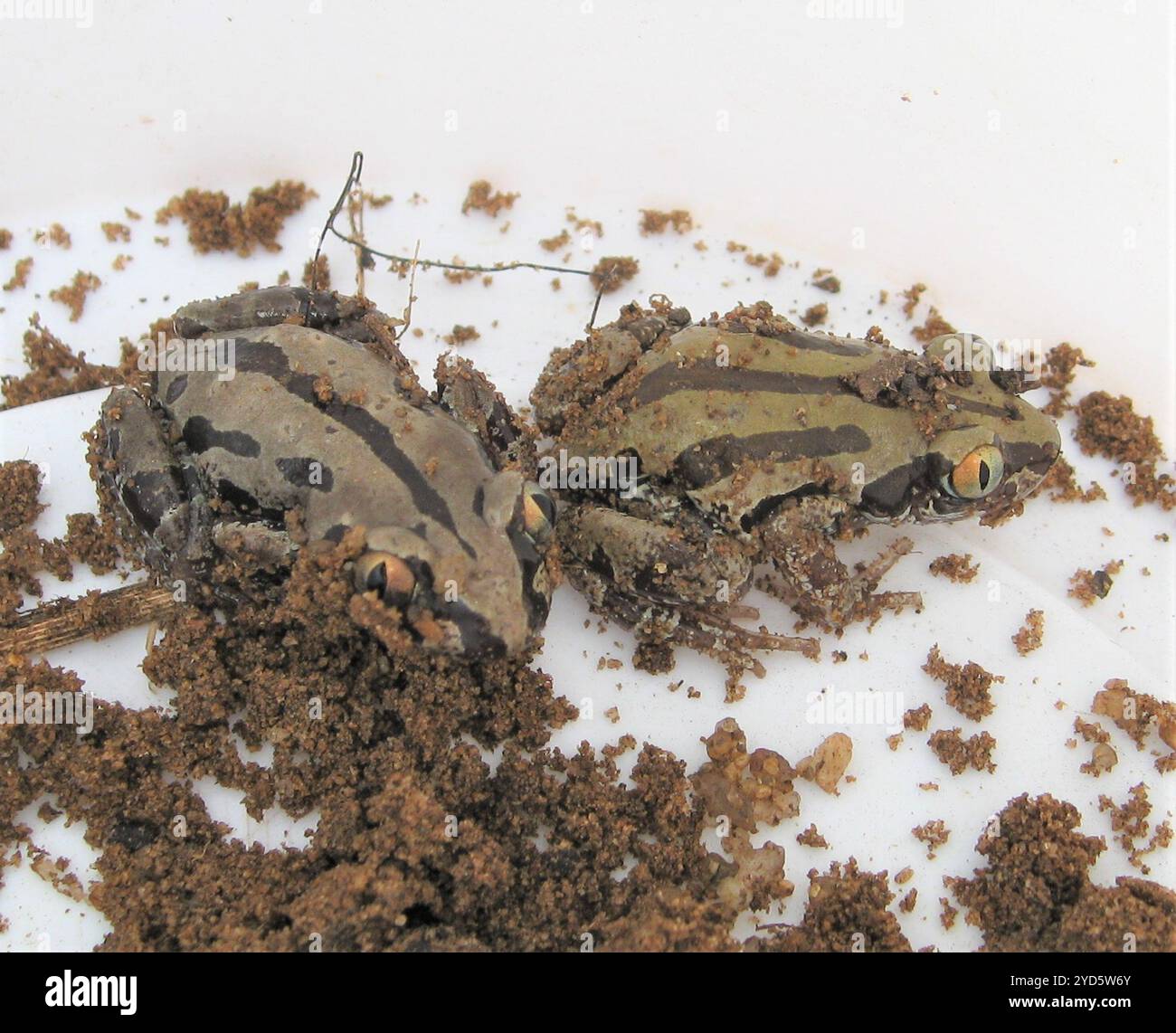 Senegal Running Frog (Kassina senegalensis Stock Photo - Alamy