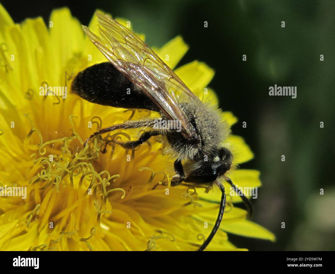 Mining Bees (Andrena Stock Photo - Alamy