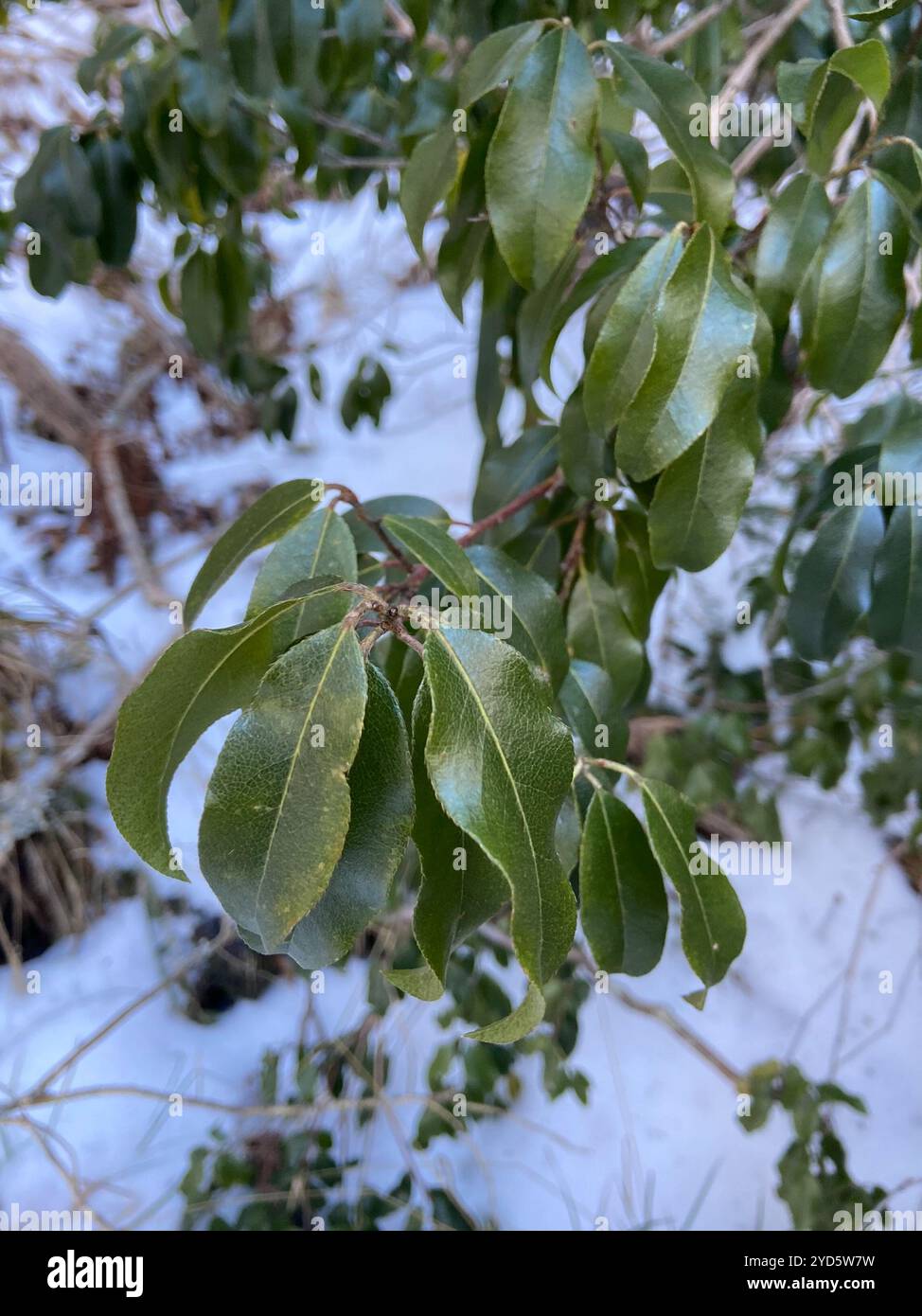 mountain andromeda (Pieris floribunda Stock Photo - Alamy
