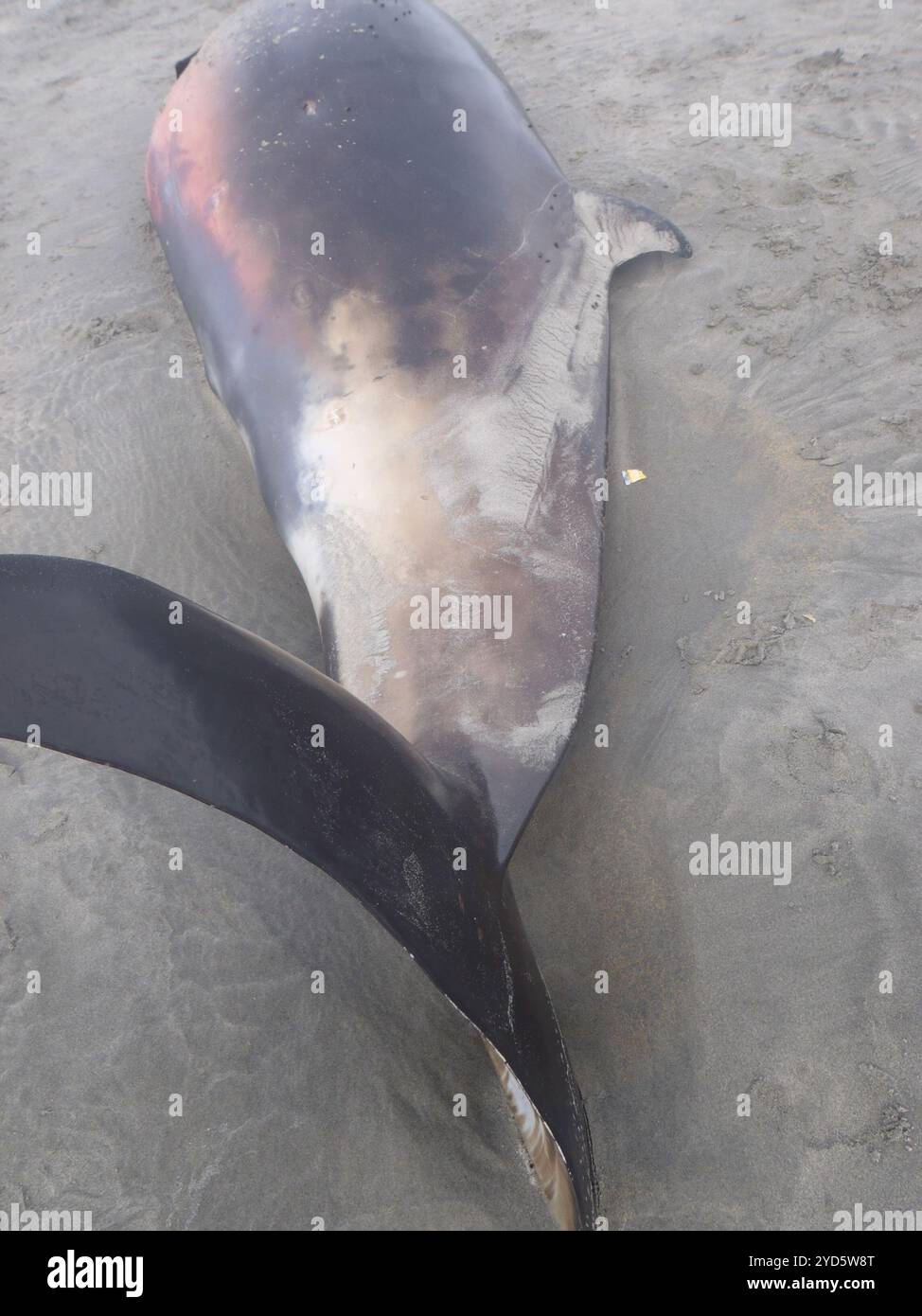 Gray's Beaked Whale (Mesoplodon grayi Stock Photo - Alamy