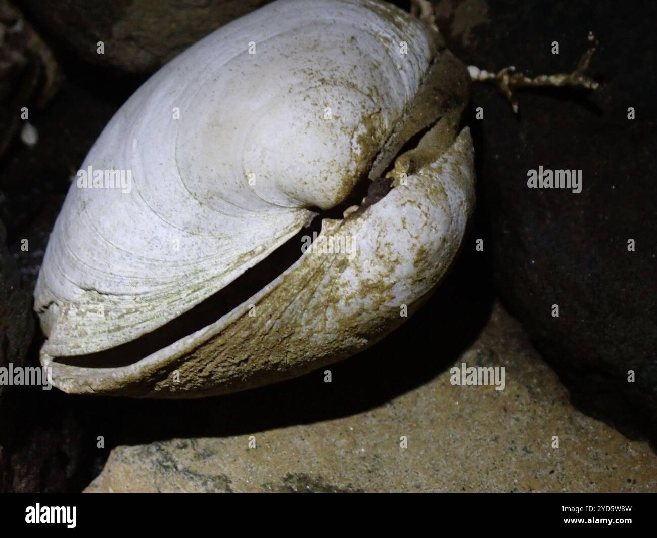 Butter Clam (Saxidomus gigantea Stock Photo - Alamy